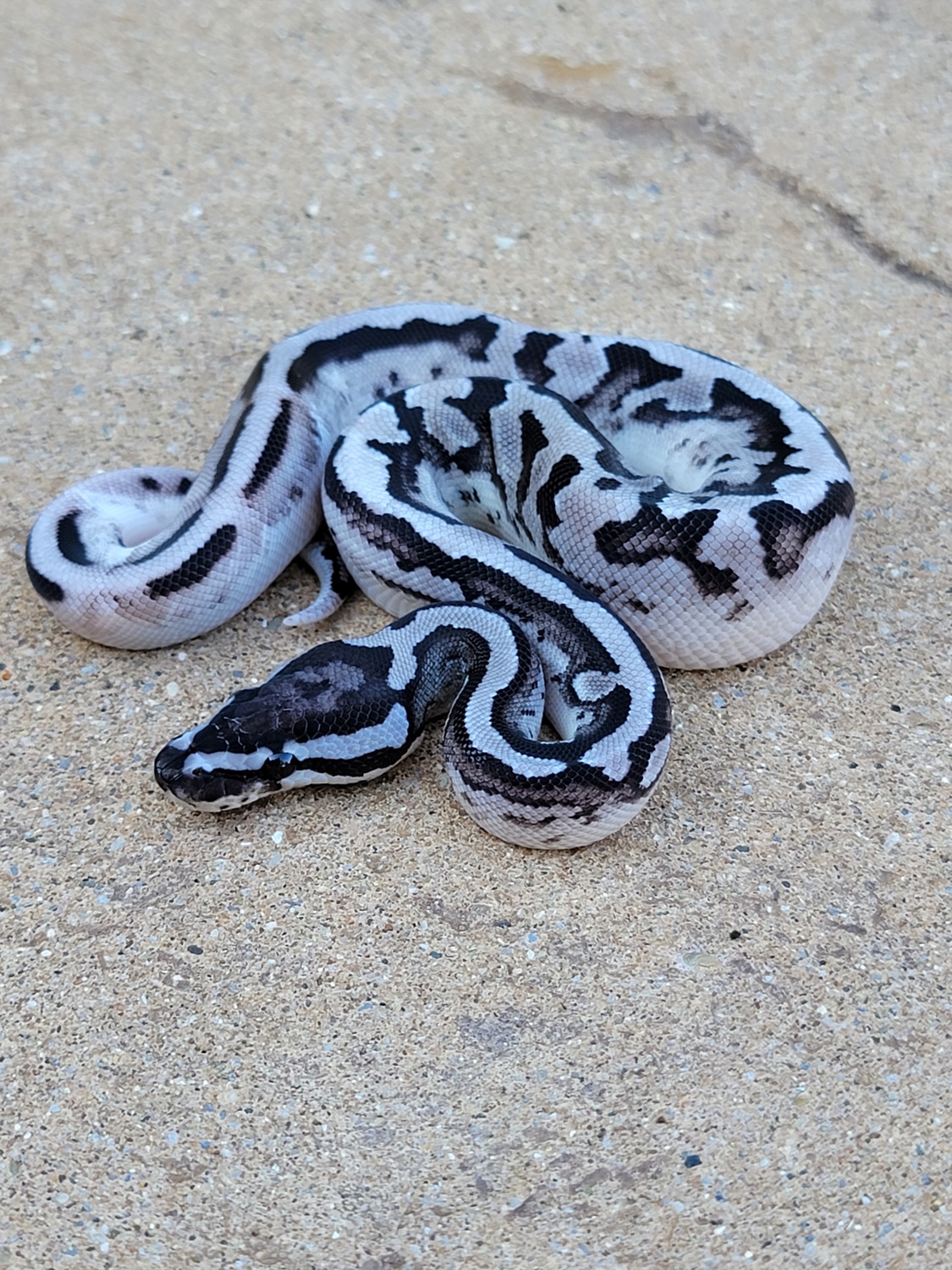 VPI Axanthic Pied 50% Hypo Ball Python by Razor's Edge Innovations ...