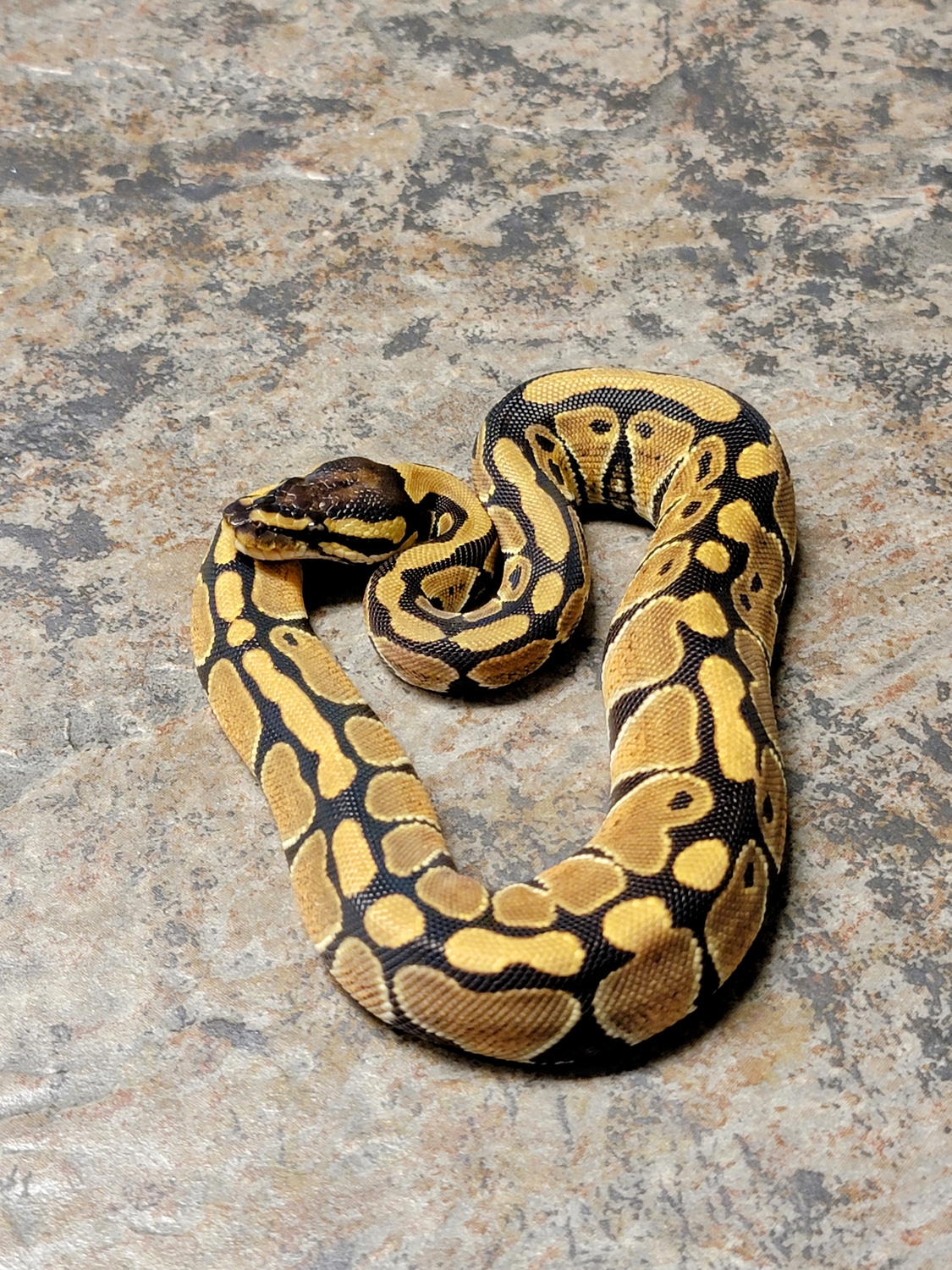 Het Puzzle Ball Python by Razor's Edge Innovations - MorphMarket