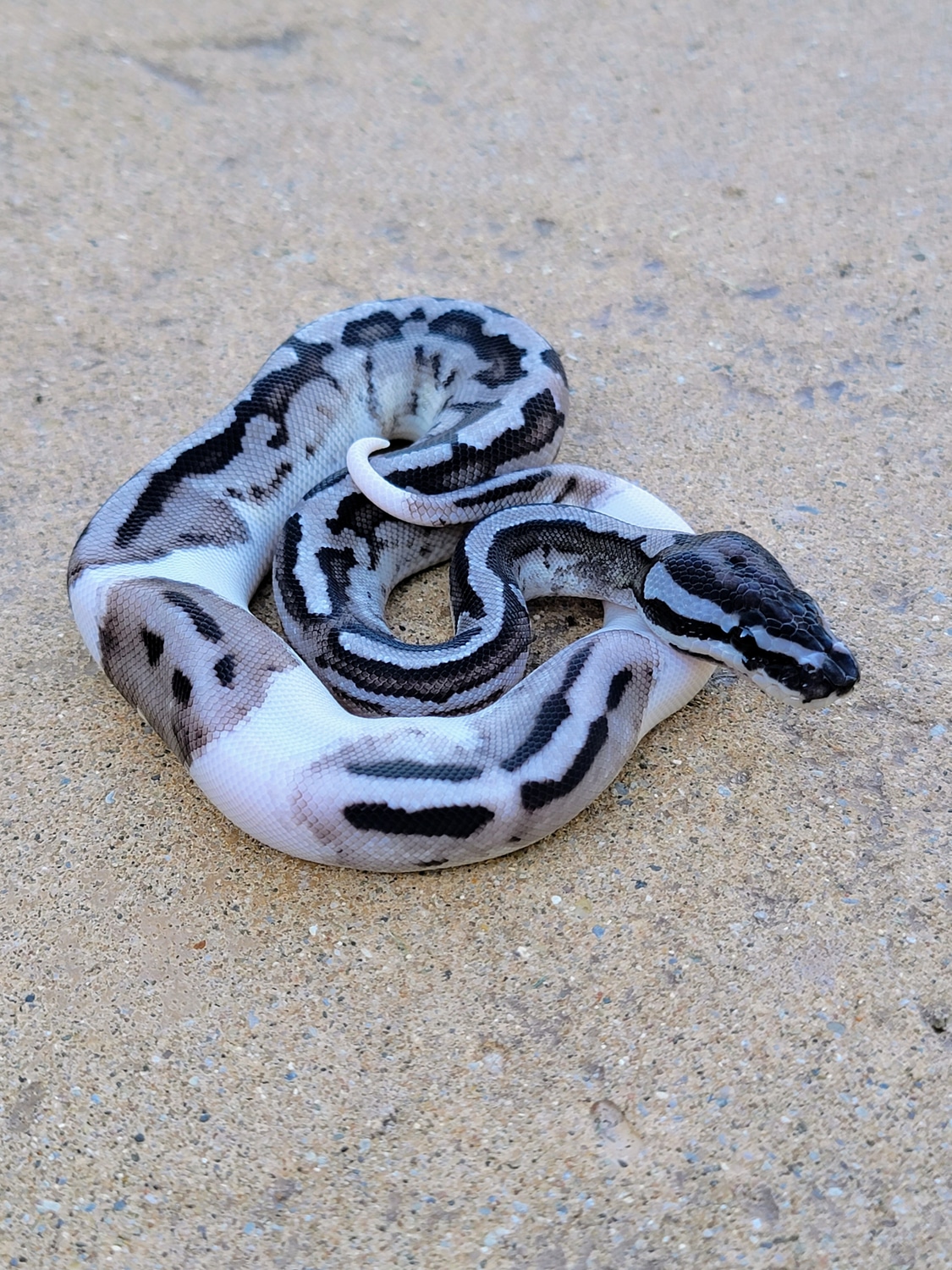 VPI Axanthic Pied 50% Hypo Ball Python by Razor's Edge Innovations ...