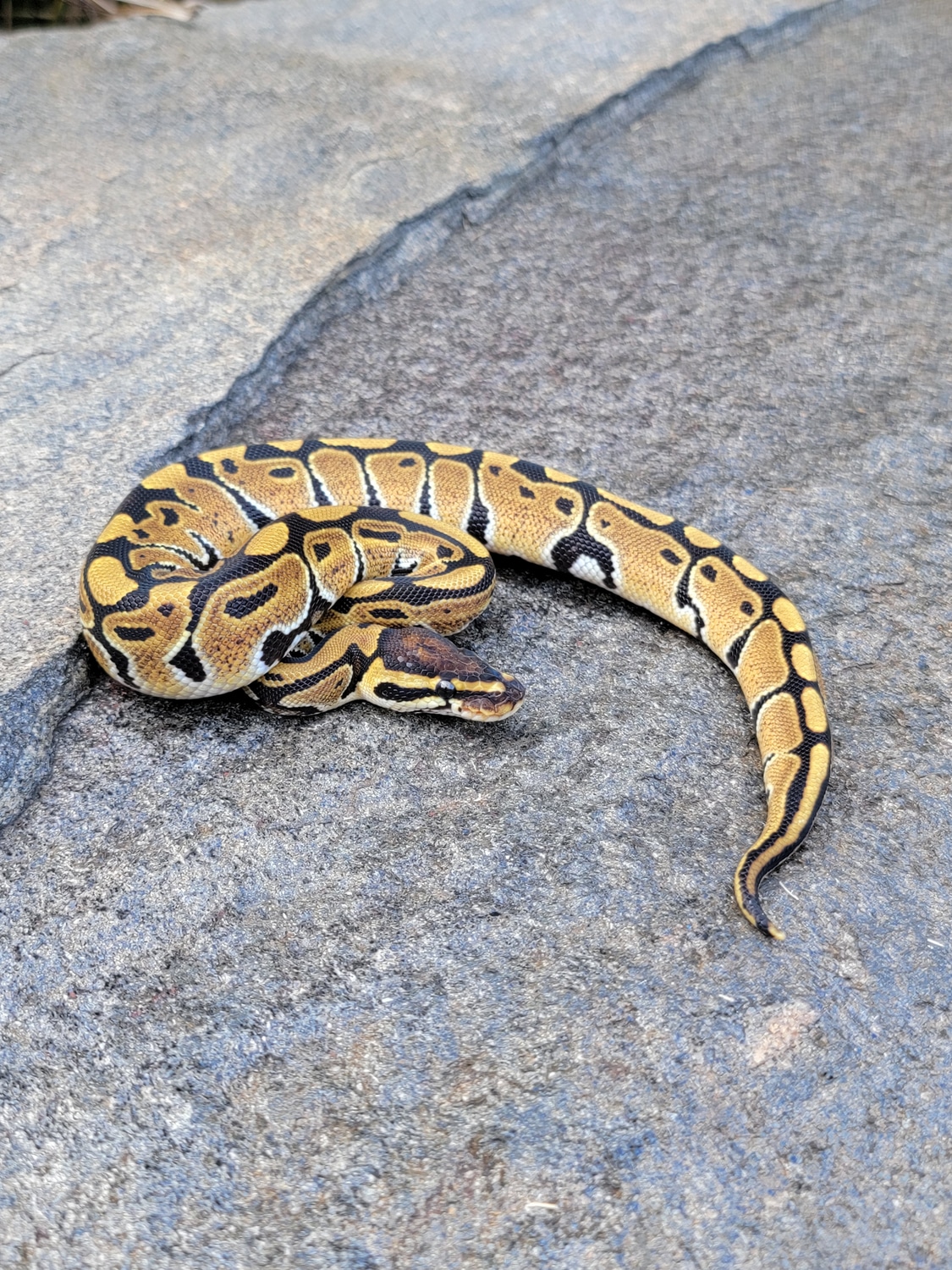 Classic Het Puzzle Ball Python by Razor's Edge Innovations - MorphMarket