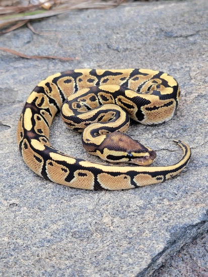Vanilla Het Puzzle Ball Python by Razor's Edge Innovations
