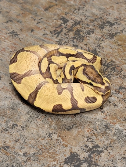 Super Enchi Fire Ball Python by Razor's Edge Innovations