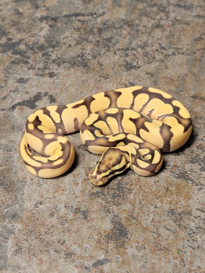 OD Enchi Fire Ball Python by Razor's Edge Innovations