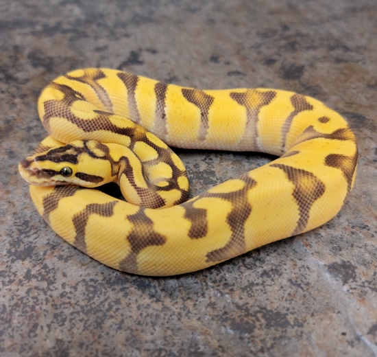 Super Enchi Od Firefly Ball Python by Razor's Edge Innovations