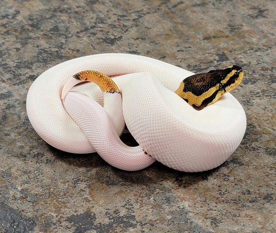 Pied 66% Ultramel 66% Cryptic 50%dg Ball Python by Razor's Edge Innovations
