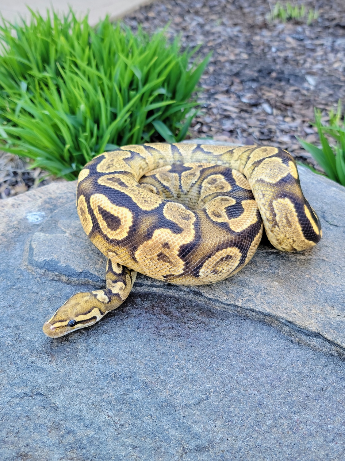 Yb Lace Ball Python by Razor's Edge Innovations - MorphMarket