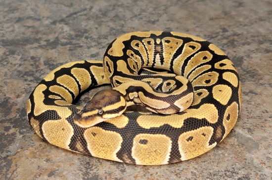 Het Puzzle Ball Python by Razor's Edge Innovations