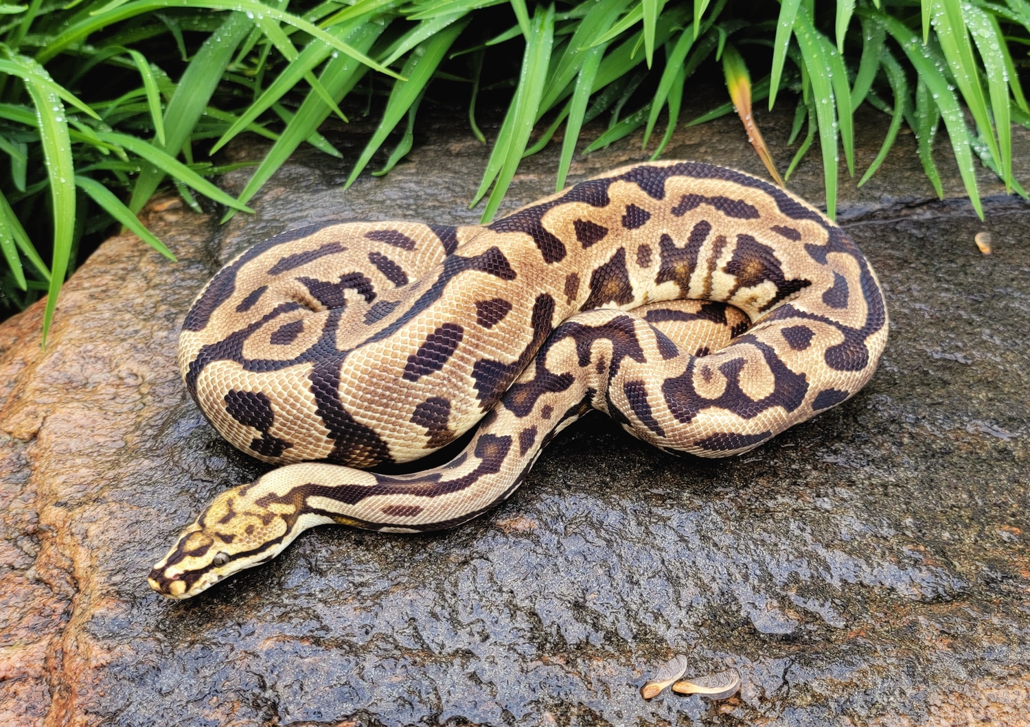 Leopard Spotnose Ball Python by Razor's Edge Innovations - MorphMarket