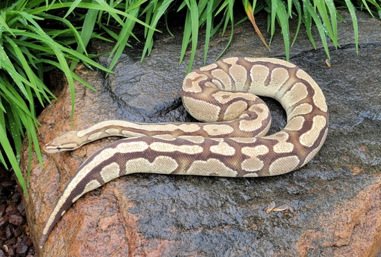 Fire Het Hypo Ball Python by Razor's Edge Innovations