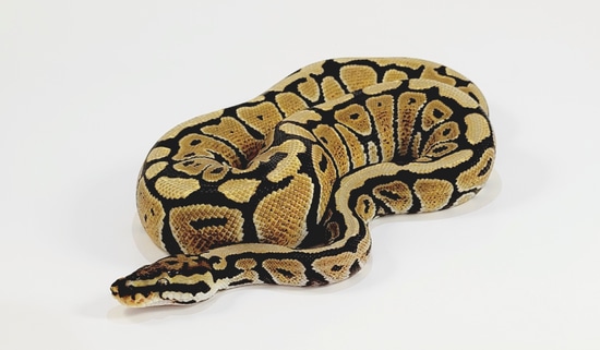 Spotnose Het Puzzle Ball Python by Razor's Edge Innovations