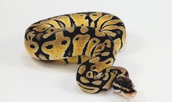 1.1 Pastel 100% Het Dg 100% Het Puzzle Ball Python by Razor's Edge ...
