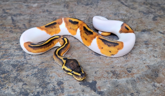 1.0 Pied 50% Het Ultramel Shipping Included Ball Python by Razor's Edge ...
