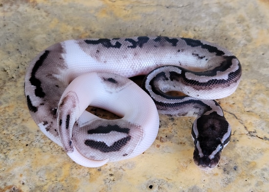 Vpi Axanthic Pied 50% Hypo Shipping Included Ball Python by Razor's ...