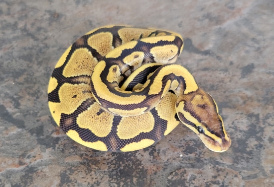 Lace Fire Shipping Included Ball Python by Razor's Edge Innovations