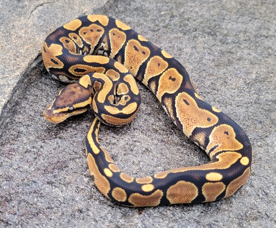 Lace Ball Python by Razor's Edge Innovations