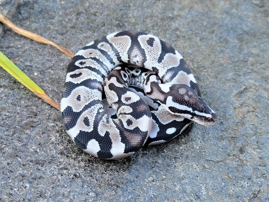 YB VPI Axanthic Het Pied Ball Python by Razor's Edge Innovations