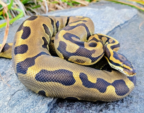 Leopard Enchi Het Dg Ball Python by Razor's Edge Innovations