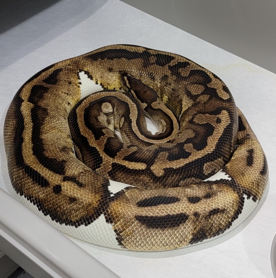 2020 Female Pied, Proven Breeder Ball Python by Razor's Edge Innovations