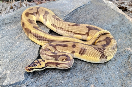 Pastel Leopard Enchi OD Het Dg Ball Python by Razor's Edge Innovations