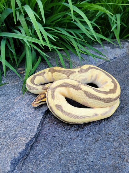 Super Od Enchi Leopard Fire Ball Python by Razor's Edge Innovations