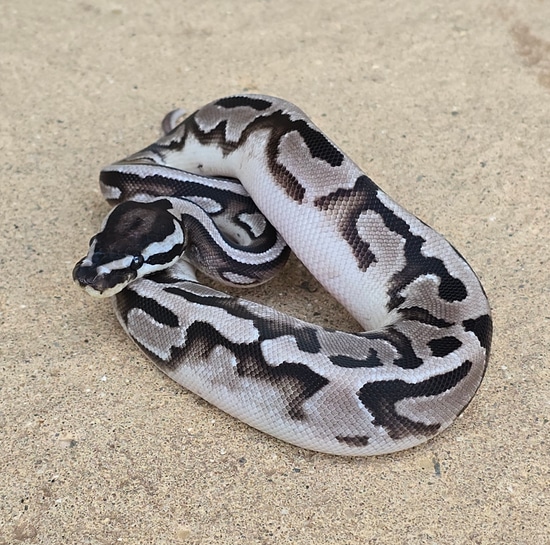 Female Vpi Axanthic Pied Ball Python by Razor's Edge Innovations