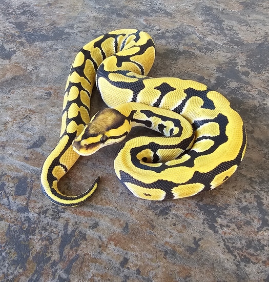 Harlequin Cryptic Dg Ball Python by Razor's Edge Innovations