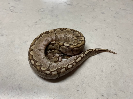 Free ️ Bamboo Ball Python by MacLean Morphs