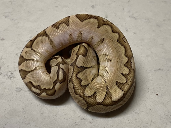 Free ️ Pastel Bamboo Ball Python by MacLean Morphs