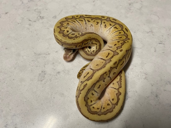 Free ️ Pastel Butter Pinstripe Het Clown Free ️ Ball Python by MacLean ...