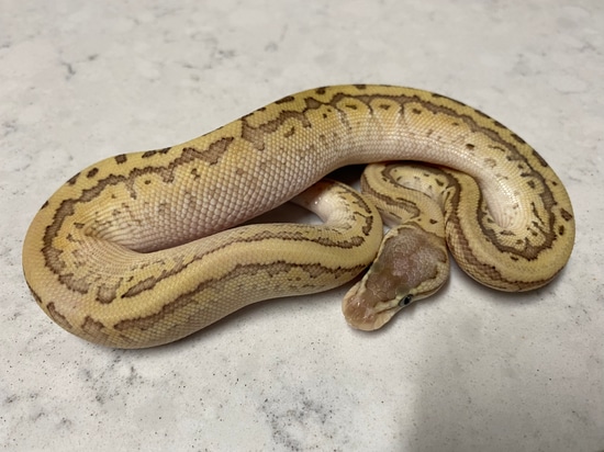 Free ️ Pastel Butter Pinstripe Het Clown Free ️ Ball Python by MacLean ...