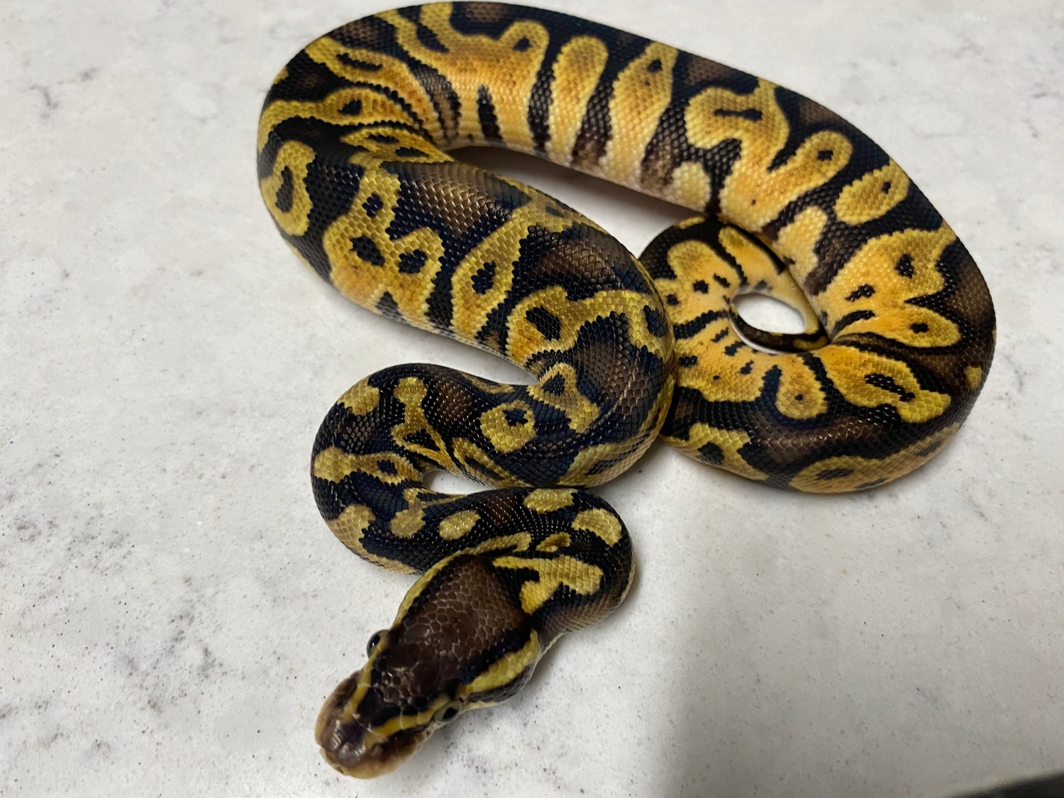 Asphalt Or Yellowbelly Ball Python by MacLean Morphs - MorphMarket