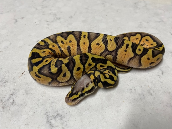 Pastel Asphalt Or Yellowbelly Ball Python by MacLean Morphs