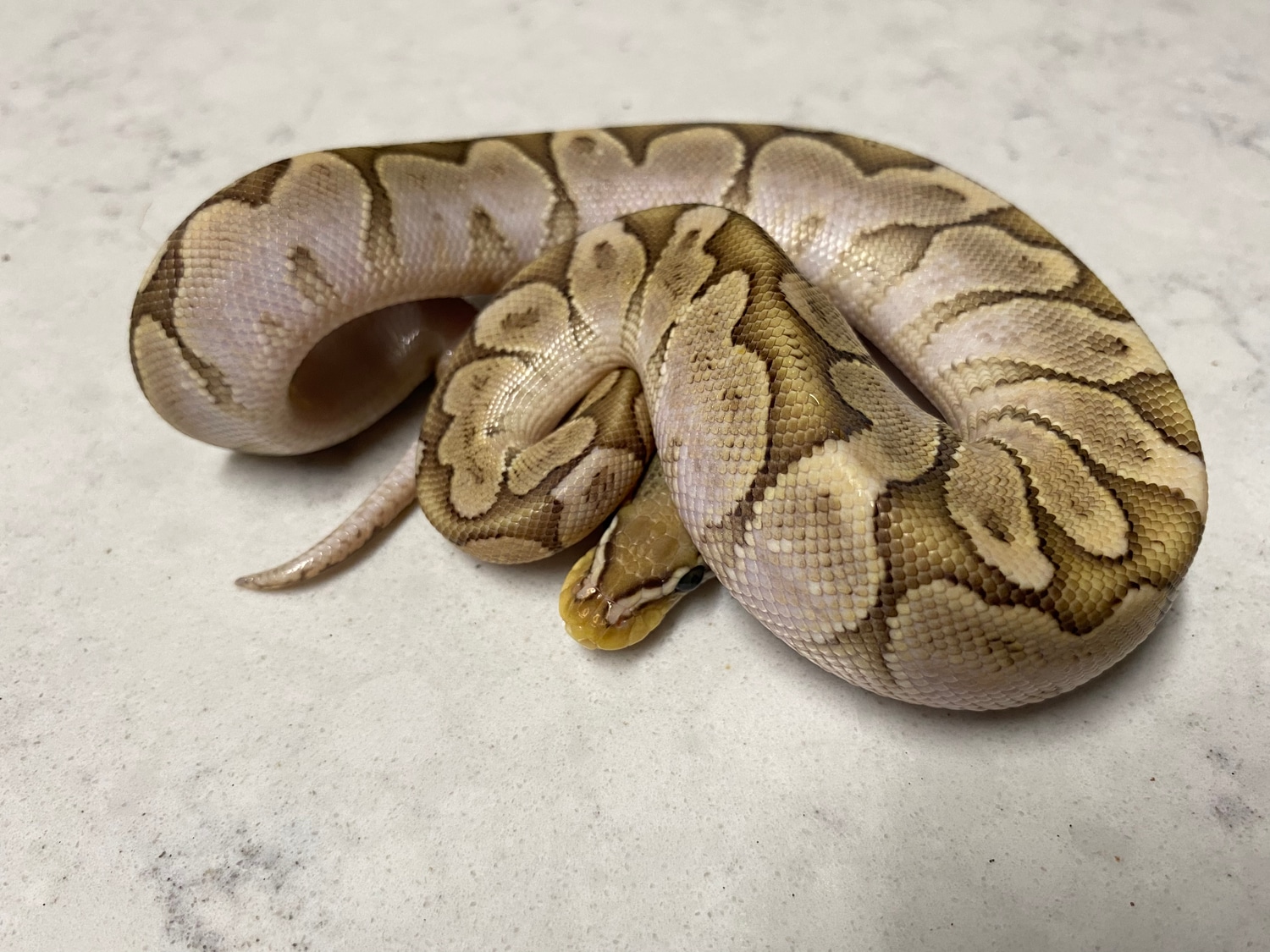 Pastel Bamboo Ball Python by MacLean Morphs - MorphMarket
