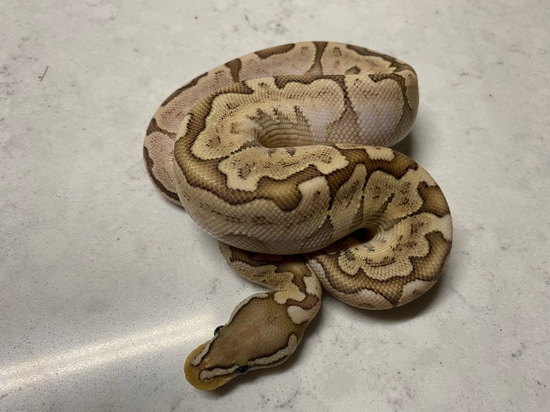Pastel Bamboo Ball Python by MacLean Morphs
