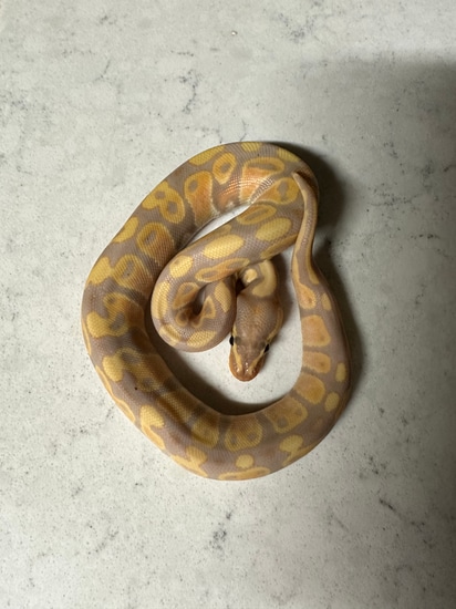 Banana Ball Python by MacLean Morphs