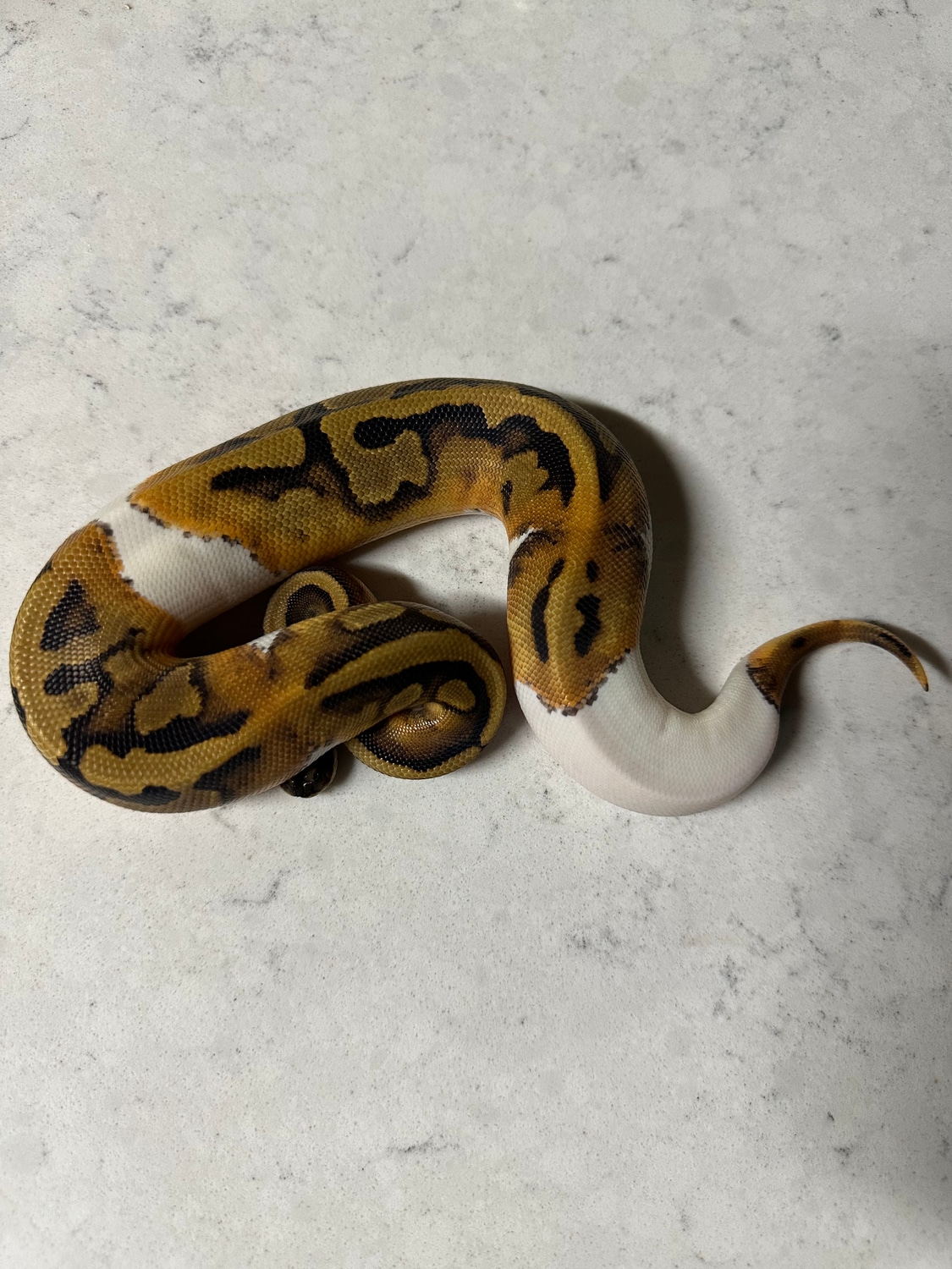 Pied Ball Python by MacLean Morphs - MorphMarket