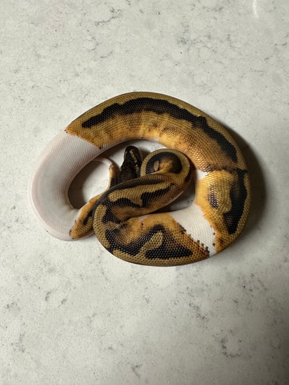 Free ️ Pied Ball Python by MacLean Morphs