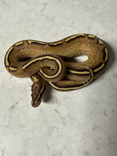 Free ️ Asphalt Spark Free ️ Ball Python by MacLean Morphs