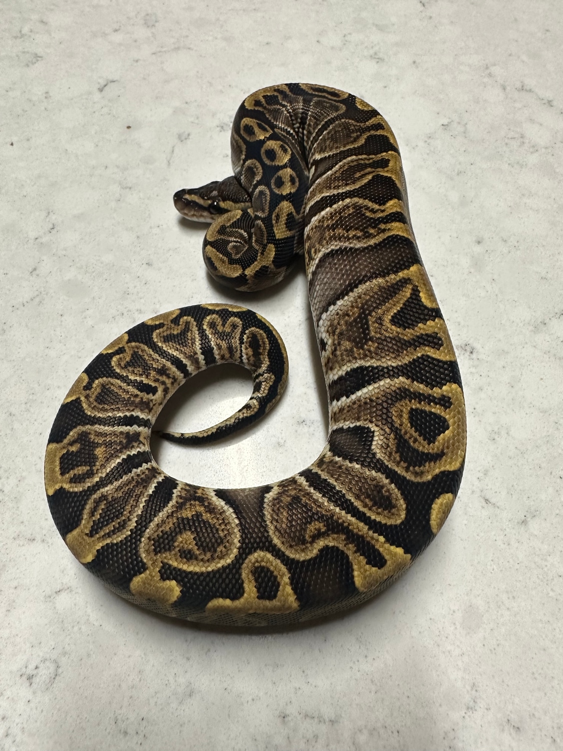 GHI Het Clown Ball Python by MacLean Morphs - MorphMarket