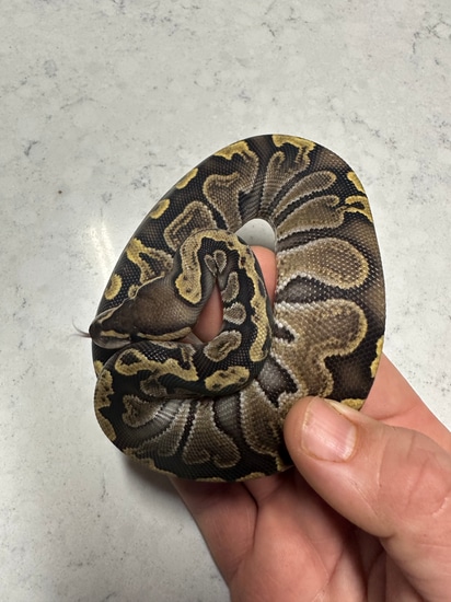 GHI Het Clown Ball Python by MacLean Morphs