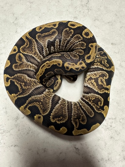 GHI Het Clown Ball Python by MacLean Morphs