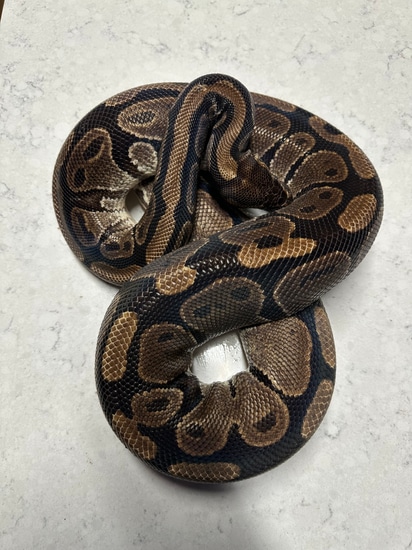 Normal 10 Egg Layer Ball Python by MacLean Morphs
