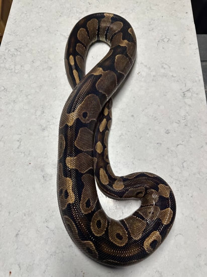 Proven Normal Female Ball Python by MacLean Morphs