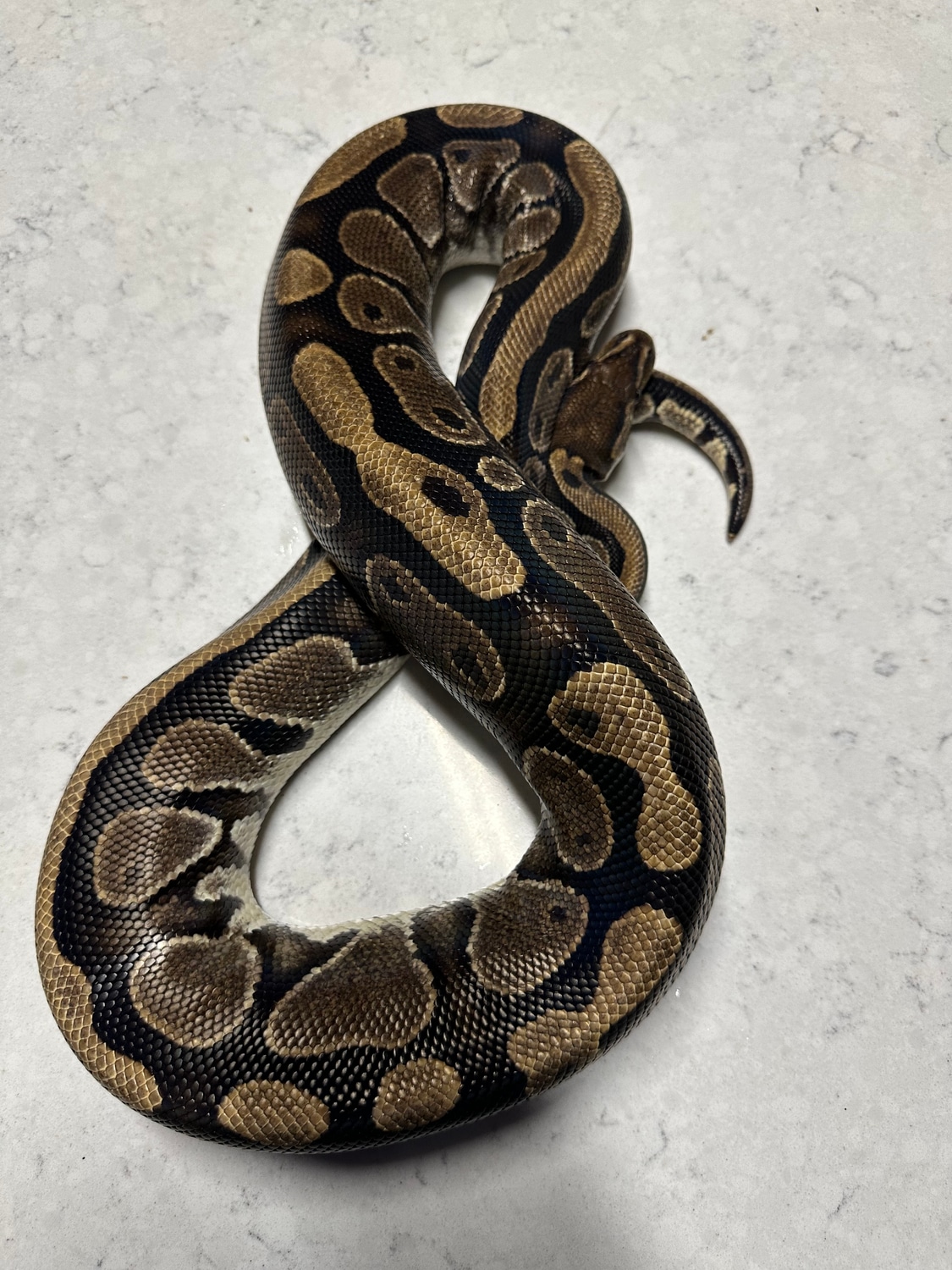 Normal Proven Breeder 10 Egger Ball Python by MacLean Morphs - MorphMarket