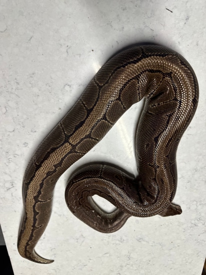 Huge Proven Breeder Pinstripe Female Ball Python by MacLean Morphs