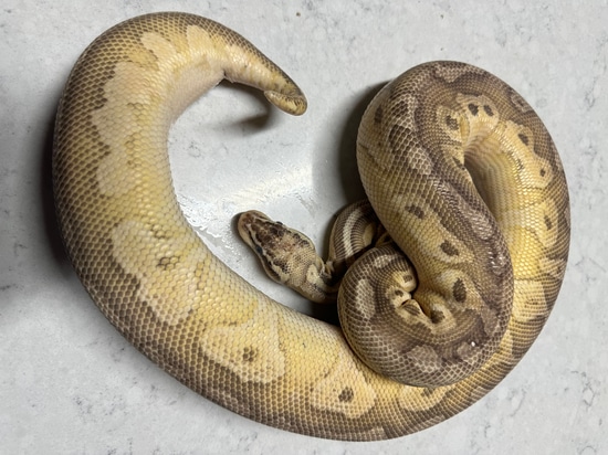 Super Pastel Butter Proven 10 Egg Layer Ball Python by MacLean Morphs