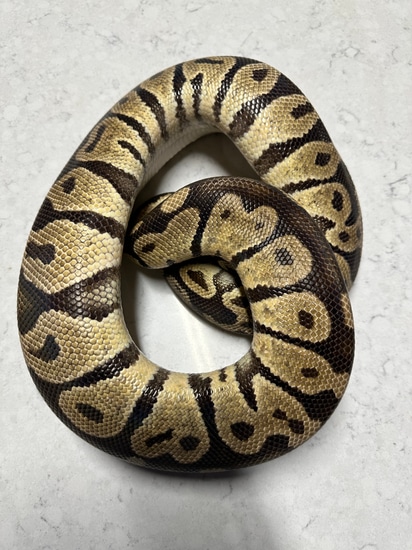 Pastel Female Proven Breeder Ball Python by MacLean Morphs