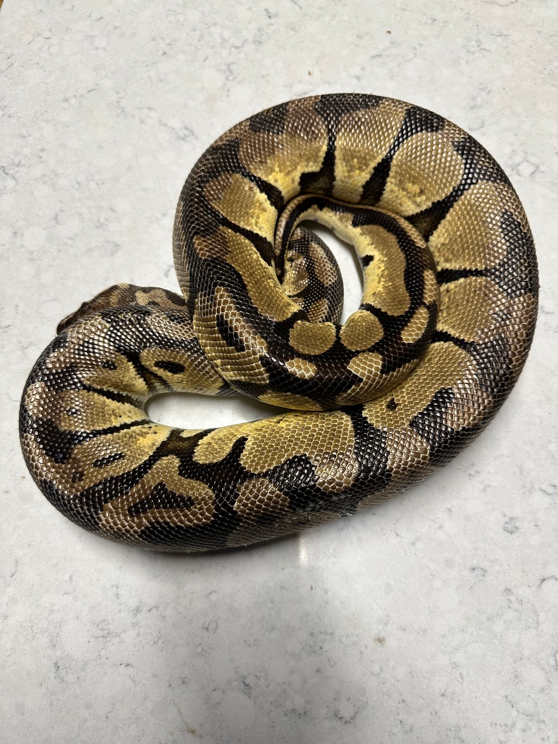 Pastel Proven Breeder Female Ball Python by MacLean Morphs - MorphMarket