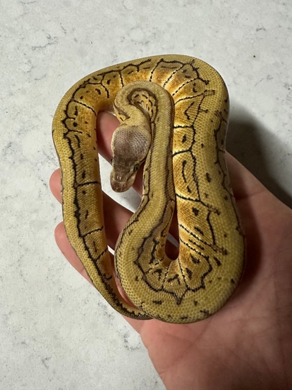 Pastel Pinstripe Het Clown Ball Python by MacLean Morphs