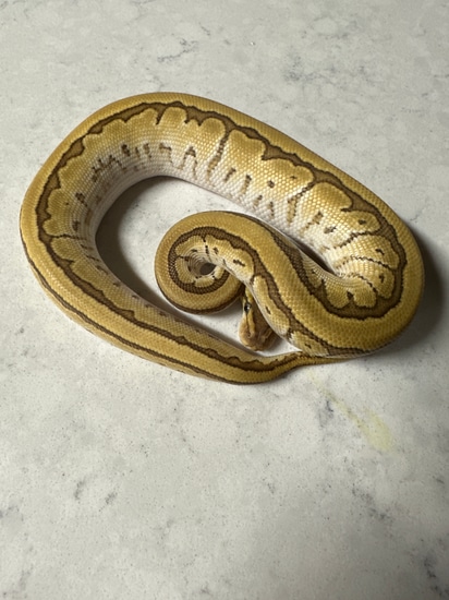 Free ️ Jigsaw Het Clown Free ️ Ball Python by MacLean Morphs